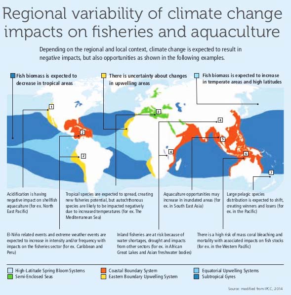 2.4) ปลา จะลดจำนวนและขนาดลง