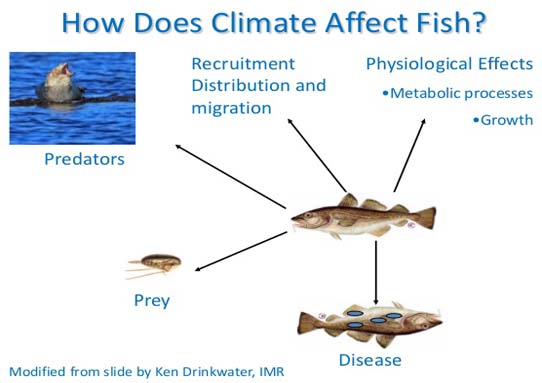 2.4) ปลา จะลดจำนวนและขนาดลง
