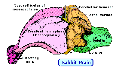 ChordateComparativeAnatomy