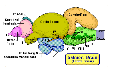 ChordateComparativeAnatomy