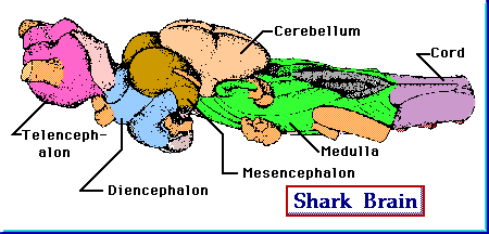 ChordateComparativeAnatomy