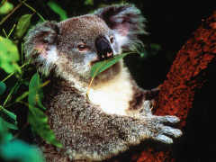 ChordateComparativeAnatomy