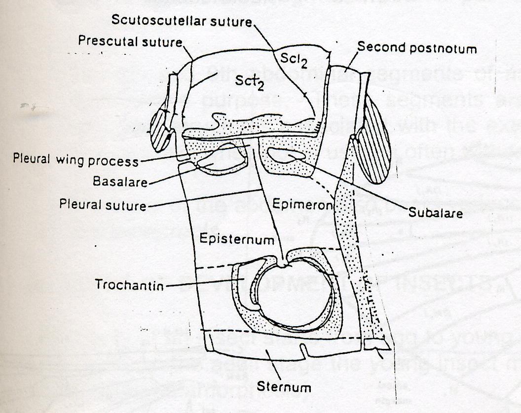 โครงสร้างภายนอกของแมลงและสัตว์ขาปล้อง (External morphology of Insects ...