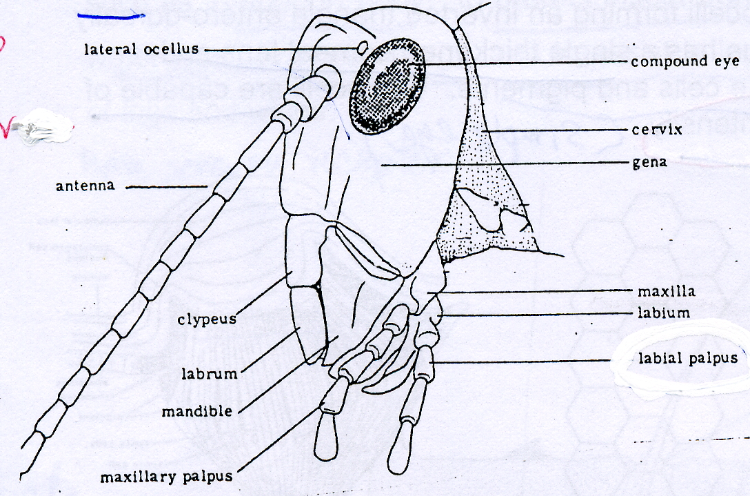 โครงสร้างภายนอกของแมลงและสัตว์ขาปล้อง (External morphology of Insects ...