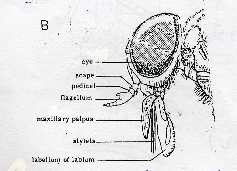 โครงสร้างภายนอกของแมลงและสัตว์ขาปล้อง (External morphology of Insects ...